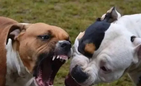 [VIDEO] Imágenes impactantes de dos perros pitbull atacando a un can ...