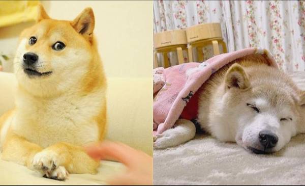 Cumple 12 años Cheems, el perrito de uno de los memes más populares ...