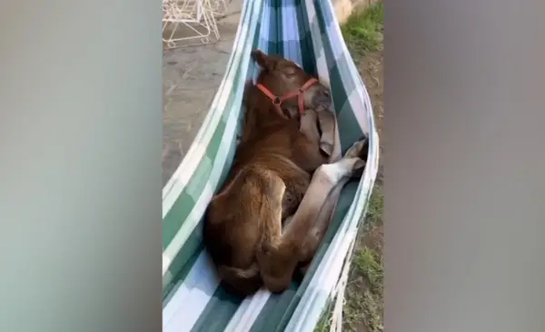 (VIDEO) Un burro conquistó las redes sociales al relajarse en una ...