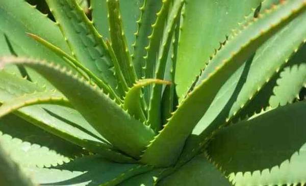 Descubre los sorprendentes beneficios de la sábila - Red Uno de Bolivia