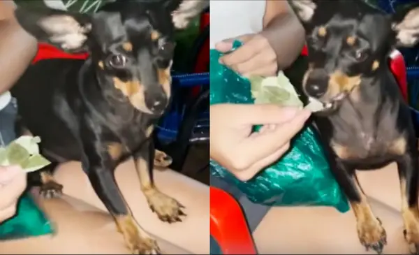 ¡Increíble! Perrito boleador causa sensación al masticar hoja de coca ...