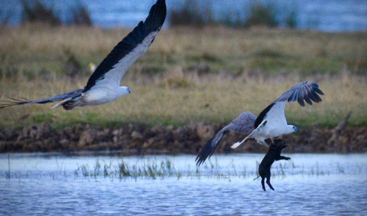 Capta a un cerdo ‘volando’