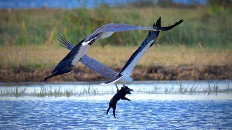 Capta a un cerdo ‘volando’