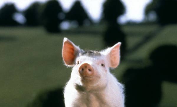 Capta a un cerdo ‘volando’ - Red Uno de Bolivia