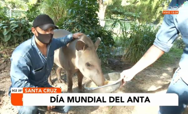 Hoy es el Día Mundial del Anta - Red Uno de Bolivia