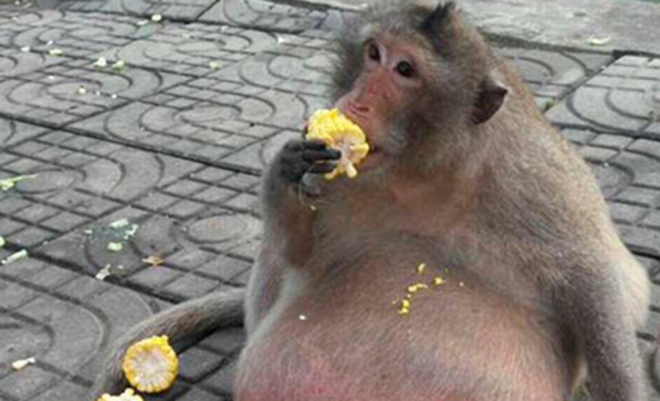 ¿Conoces al mono más gordo del mundo? - Red Uno de Bolivia