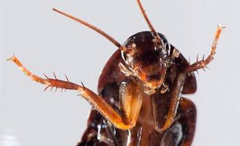 Chulupi liberal, interrumpe discurso de Rodrigo Ruterte