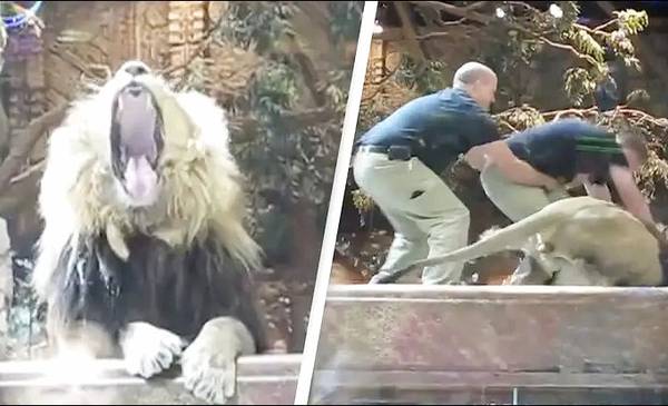 [VIDEO] Increíble: Un cuidador es atacado por un león pero salvado por ...