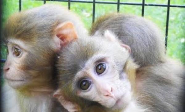 VIDEO: Monos abrazan a su hermano con síndrome de Down sin soltarlo ...