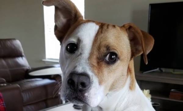 Comediante indio canta al unísono con su perro - Red Uno de Bolivia