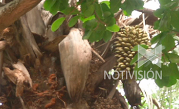 El Bibosi en Motacú, leyenda del oriente boliviano