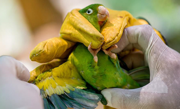Lucas, el perico rescatado entre los escombros en México - Red Uno de ...