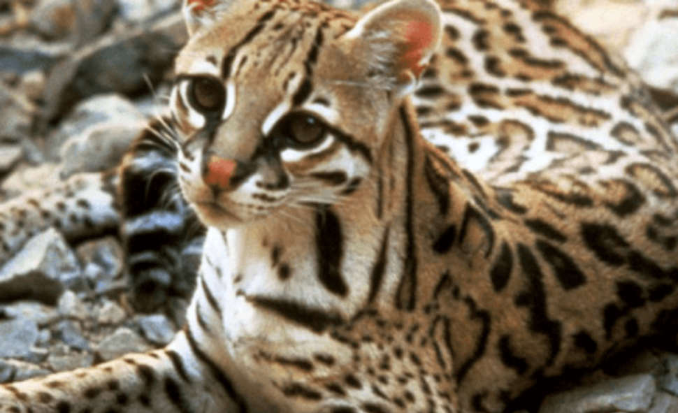 El felino más pequeño de América está en peligro de extinción