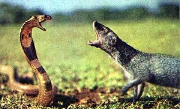 VIDEO: Una suricata gana la pelea con una serpiente y se la lleva para ...