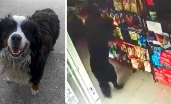 VIDEO: Emo es un perro que tiene su propia cuenta corriente en un ...