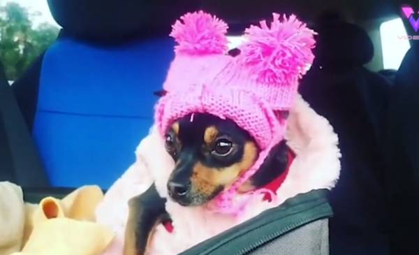 VIDEO: De perro callejero a millonario mimado y cotizado - Red Uno de ...