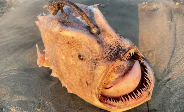 [FOTOS] Hallan extraño pez que ‘aterroriza’ en playa de Estados Unidos ...