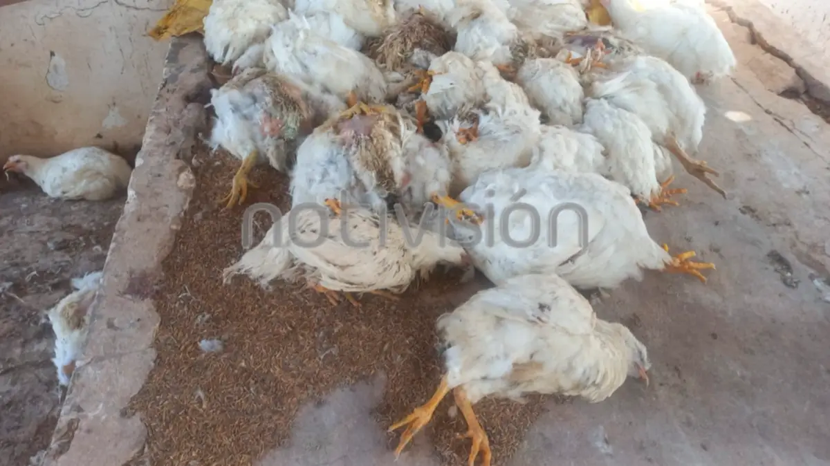 Decenas de pollos mueren asfixiados por el humo de un incendio en Valle ...